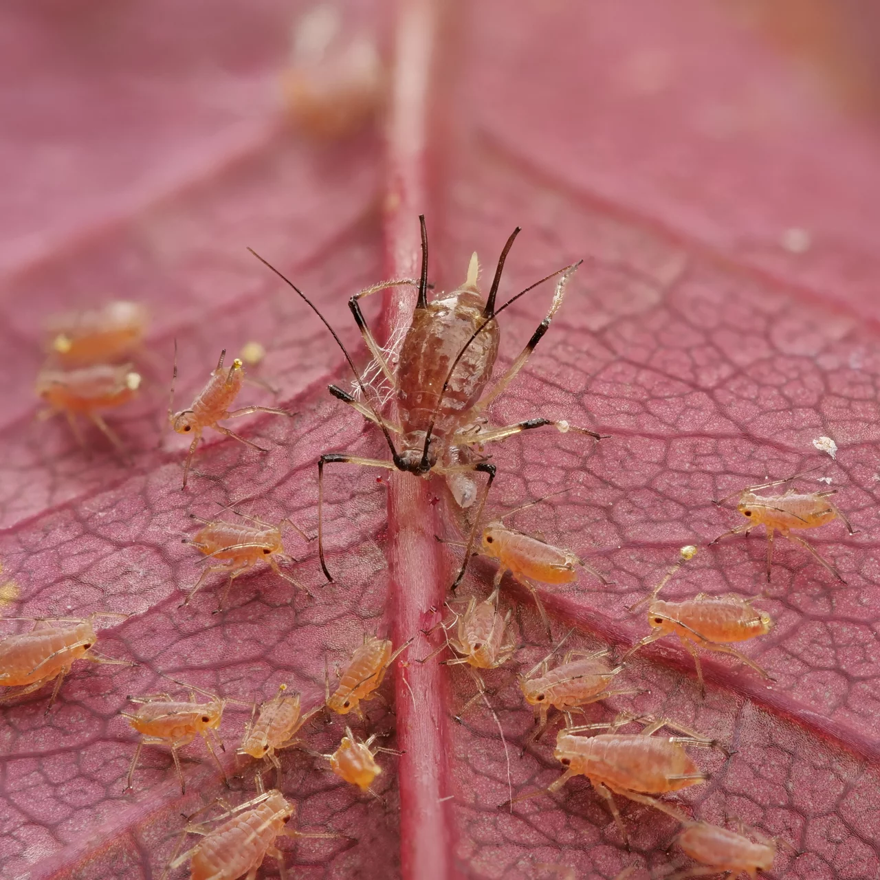 Release point für Viridaxis-Nützlinge