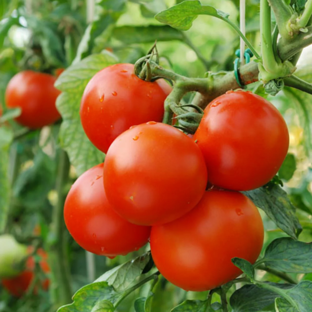 Tomatenminiermotte (Tuta absoluta)