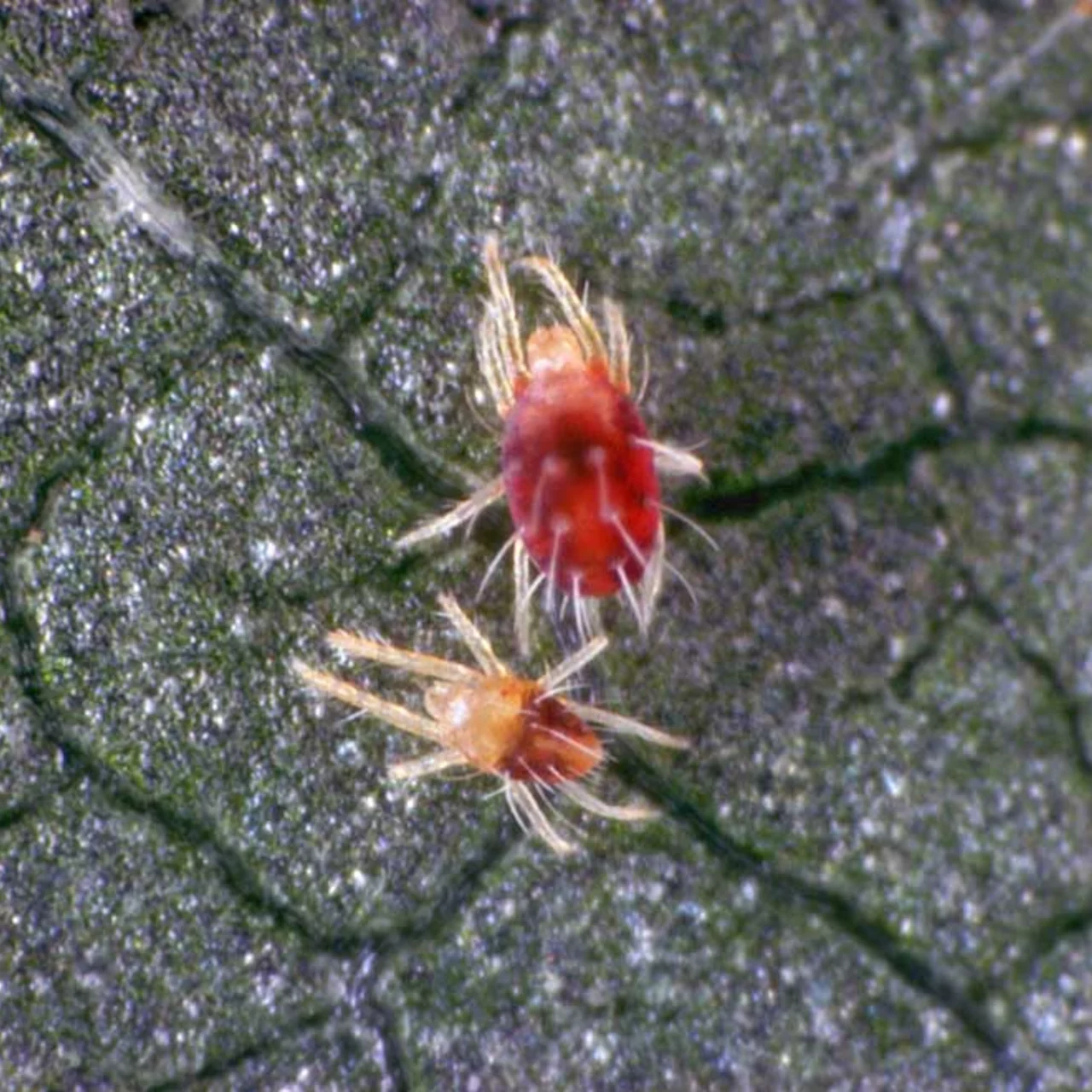 Amblyseius californicus