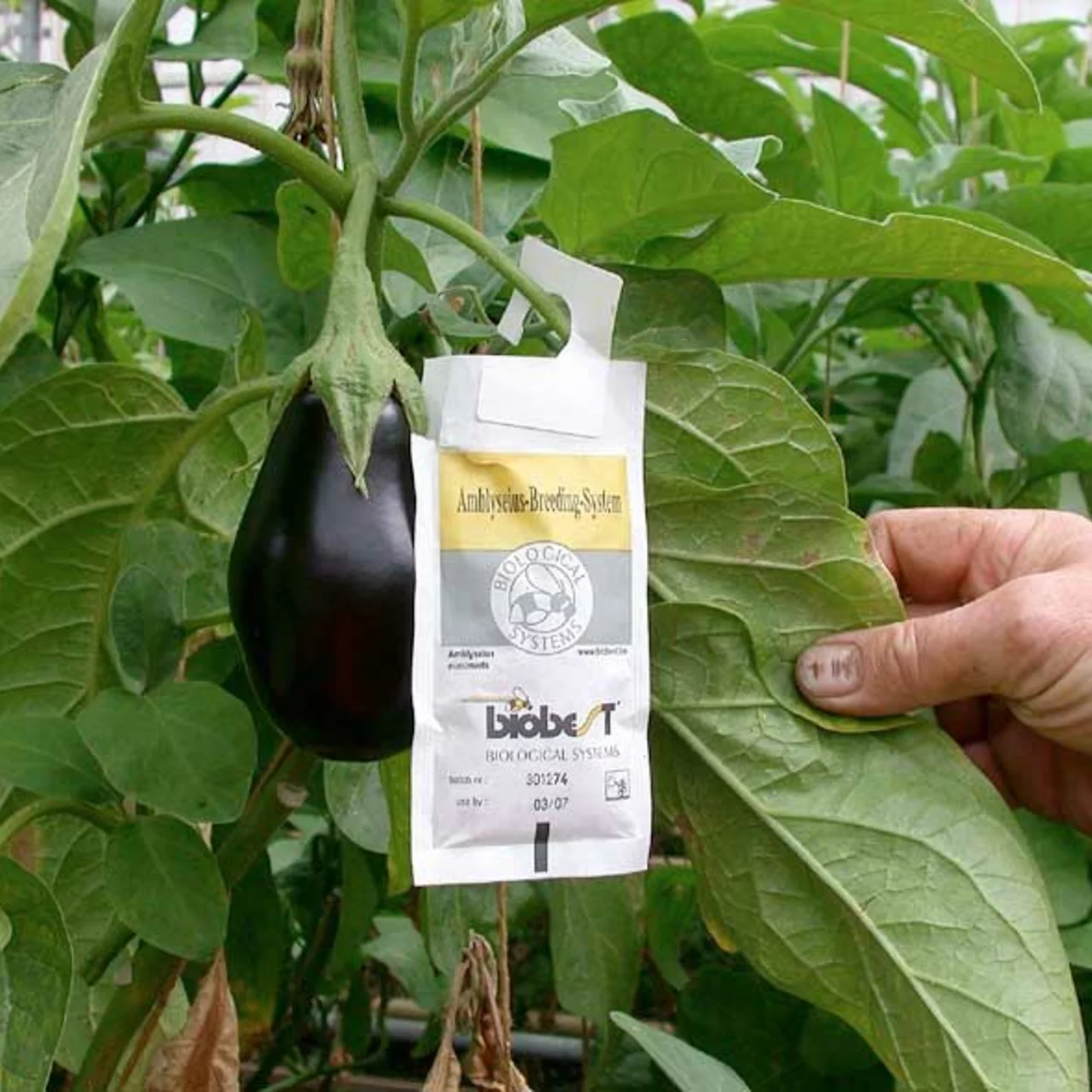 Amblyseius cucumeris