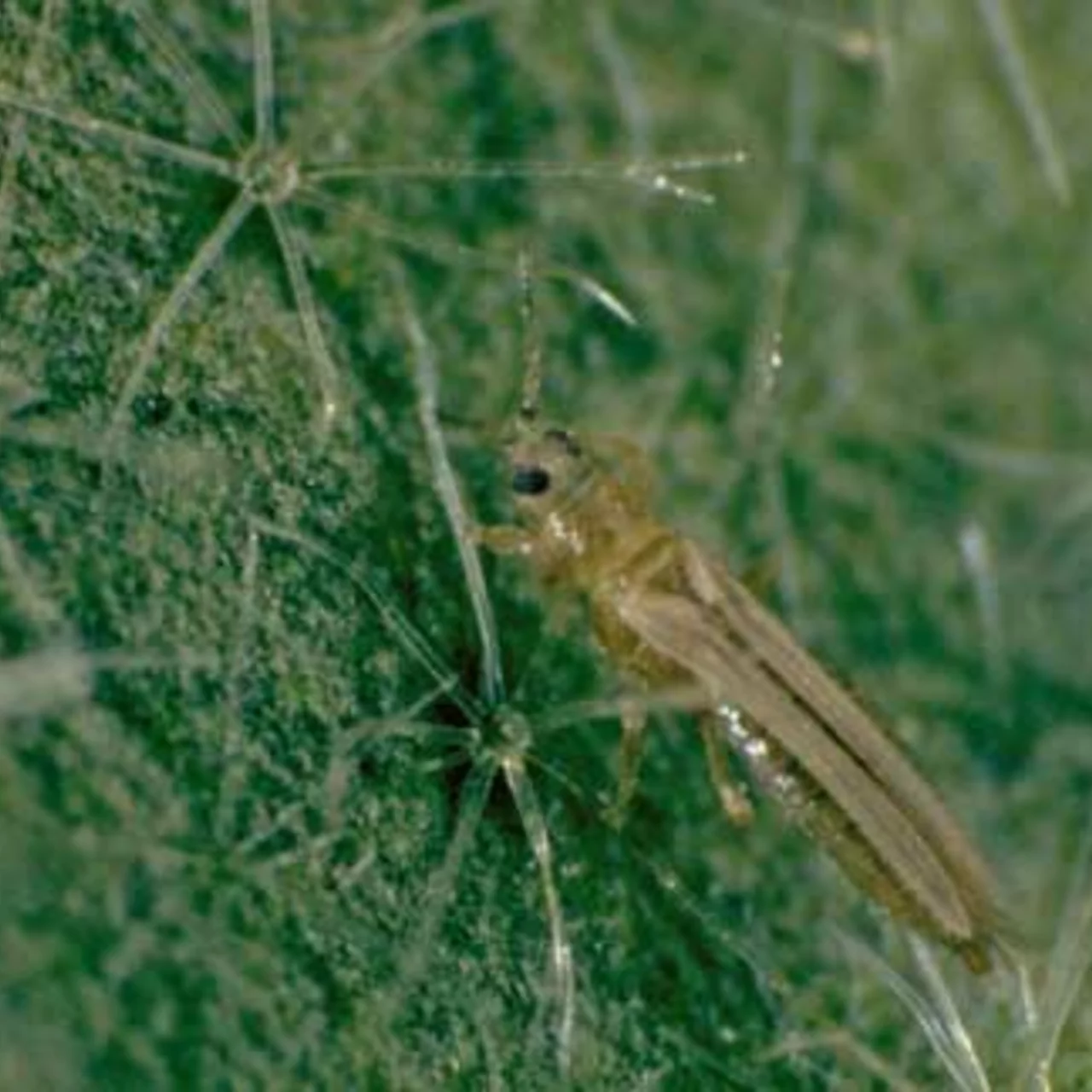 Amblyseius cucumeris