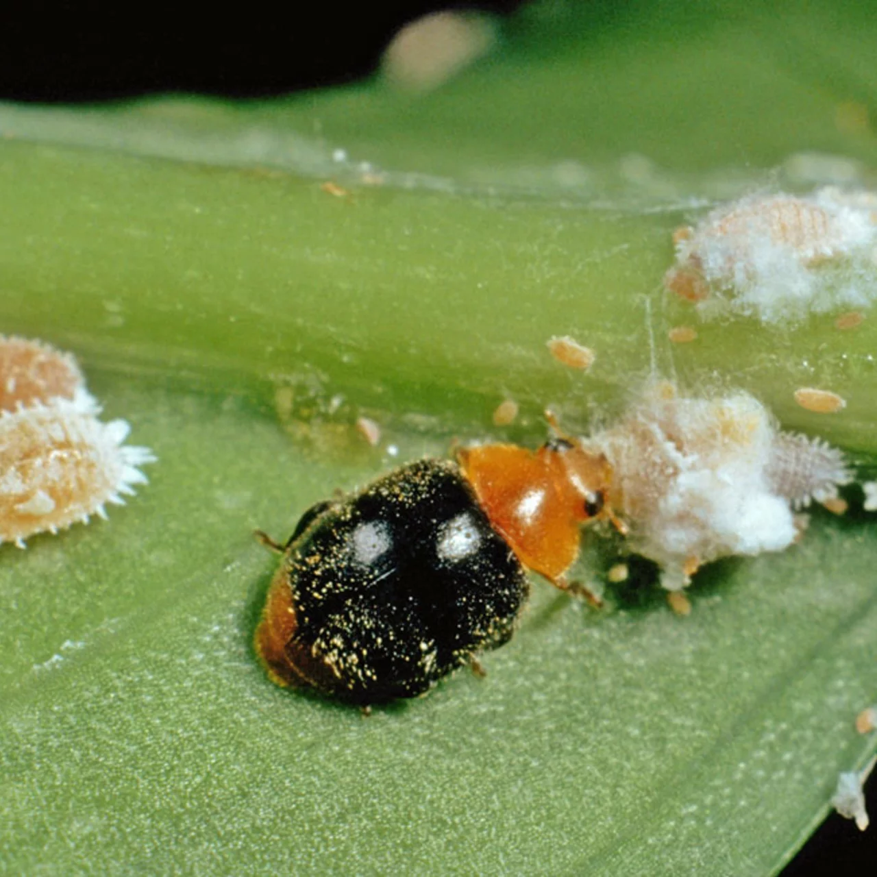 Cryptolaemus montrouzieri