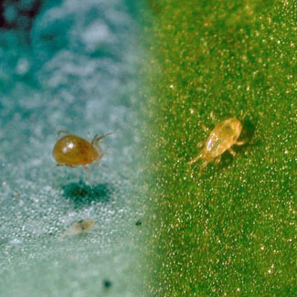 Amblyseius swirskii
