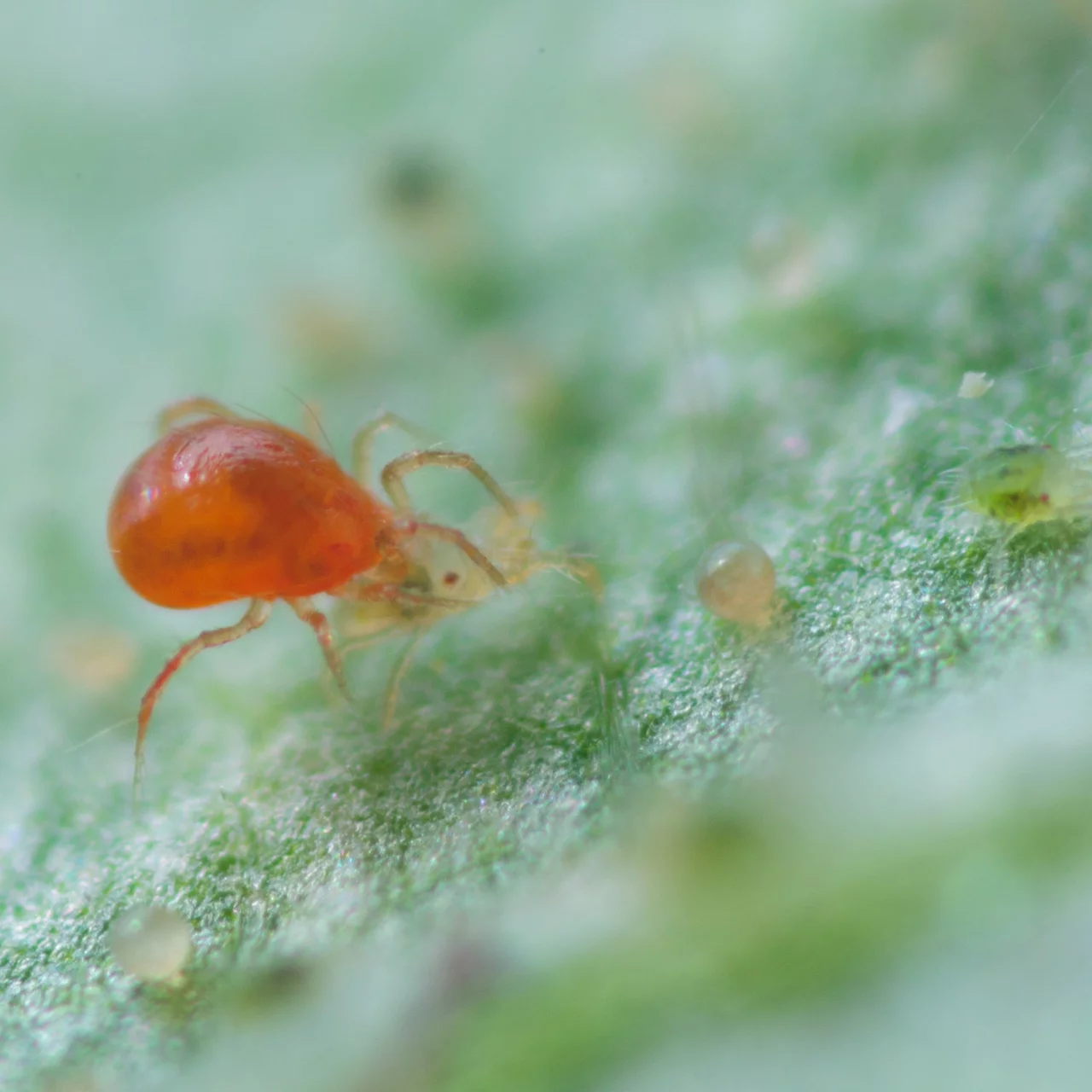 Phytoseiulus persimilis