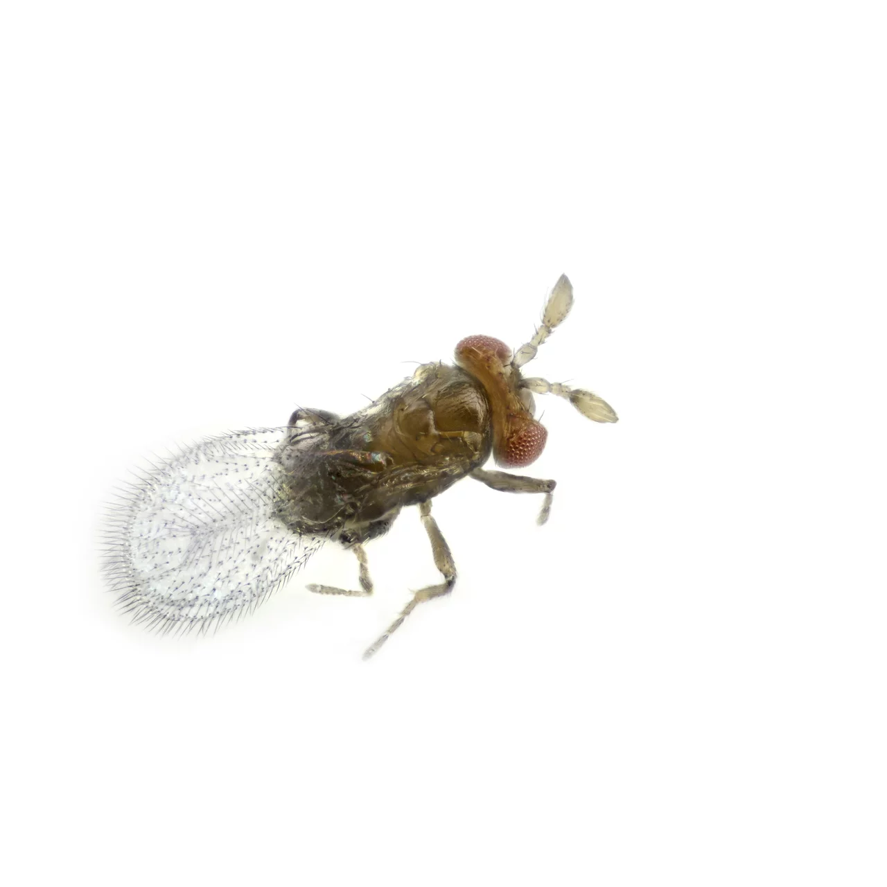 trichogramma evanescens
