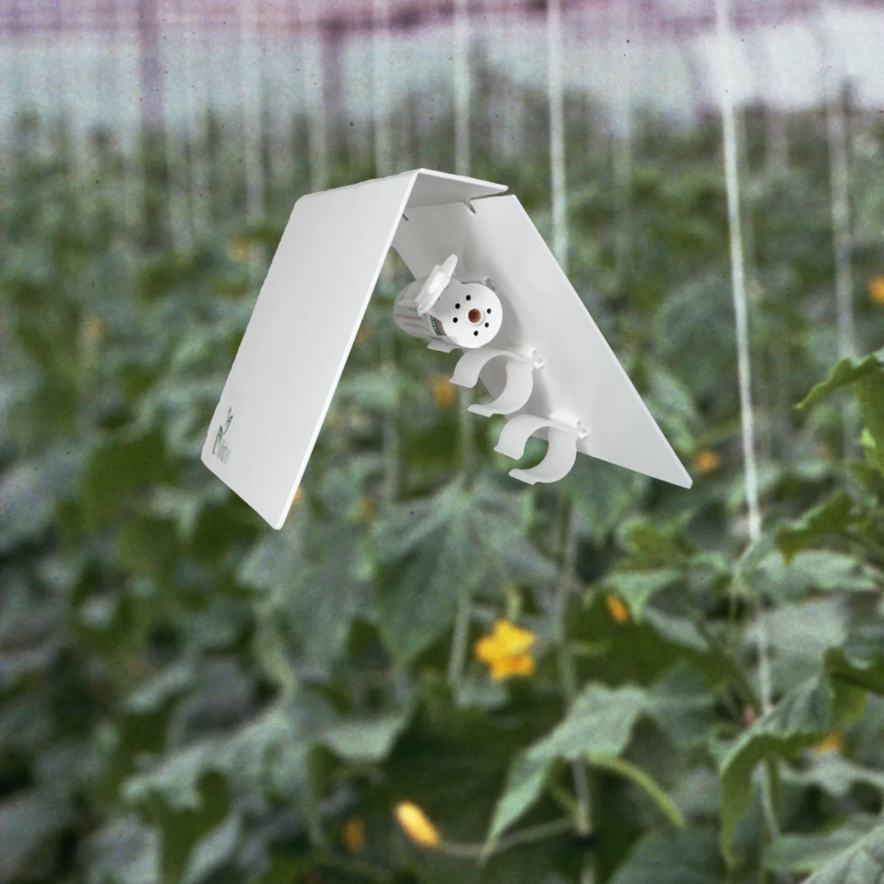 Release point für Viridaxis-Nützlinge