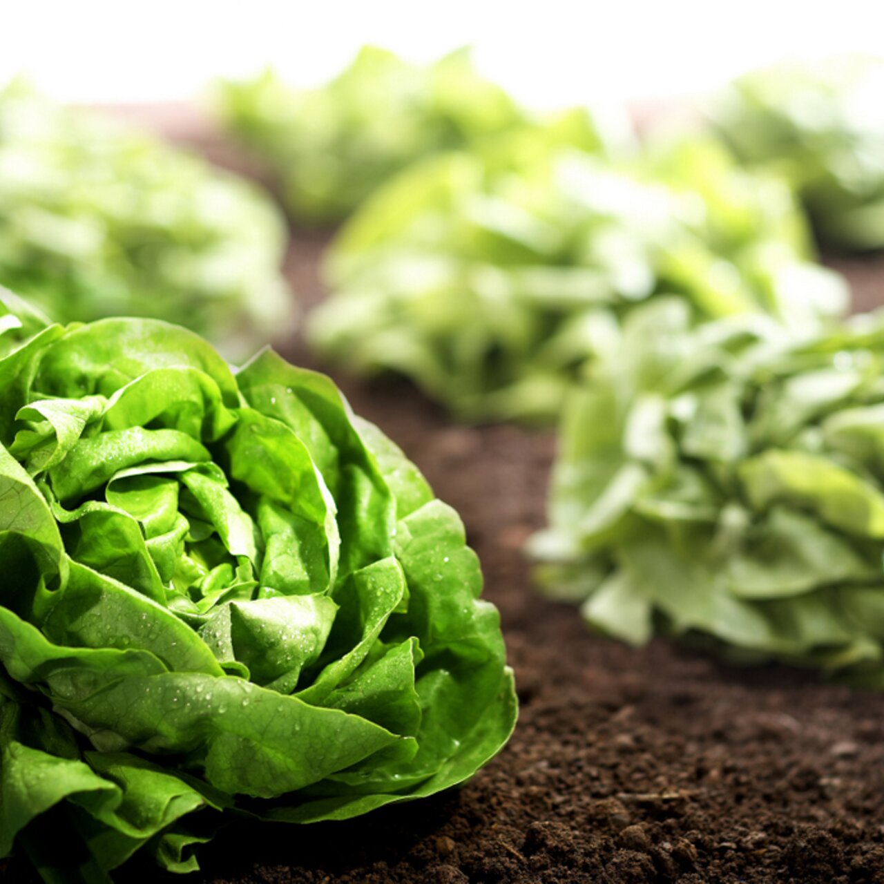 Home Produkte und Webshop Pflanzenschutz Fungizide Amylo-X