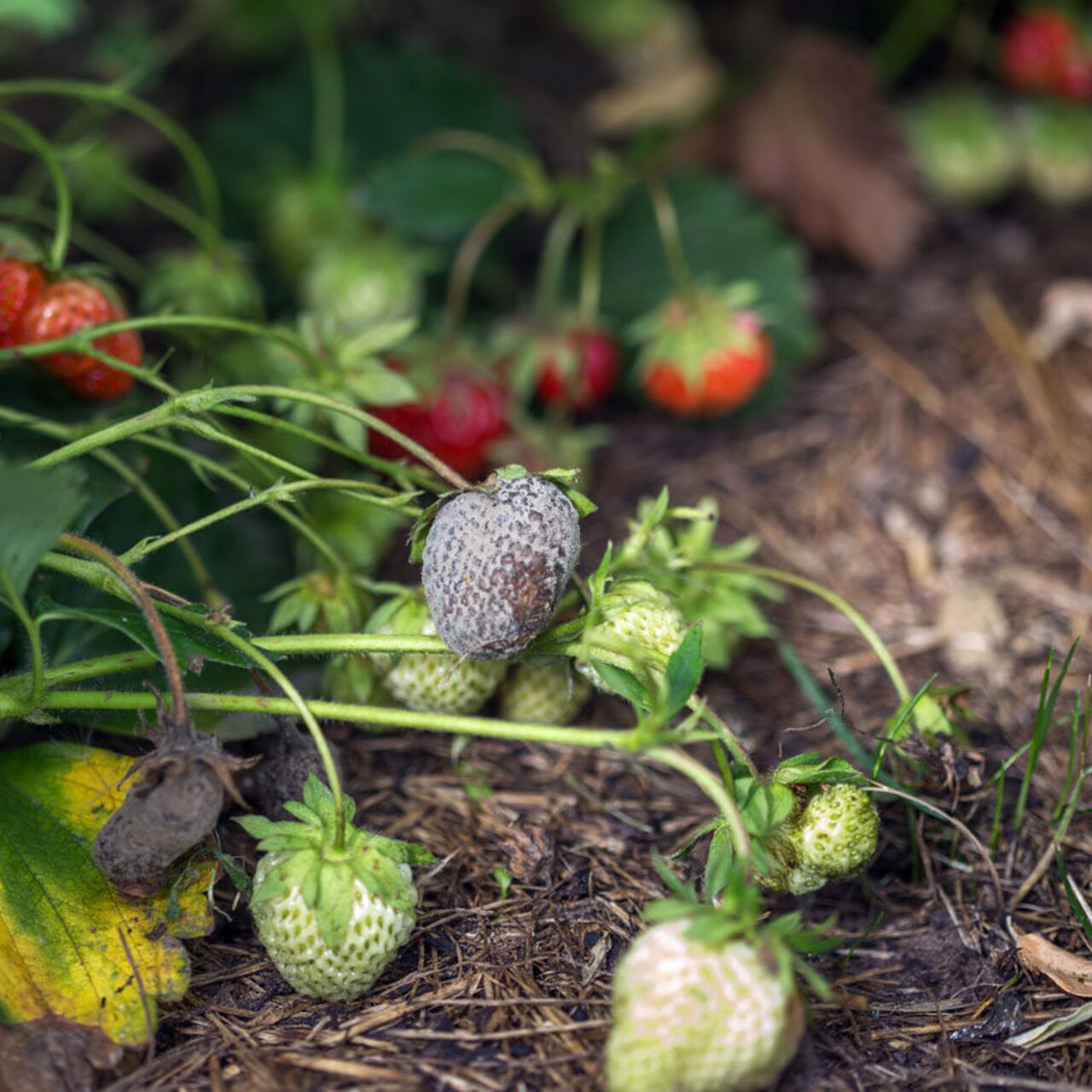 Home Produkte und Webshop Pflanzenschutz Fungizide Amylo-X