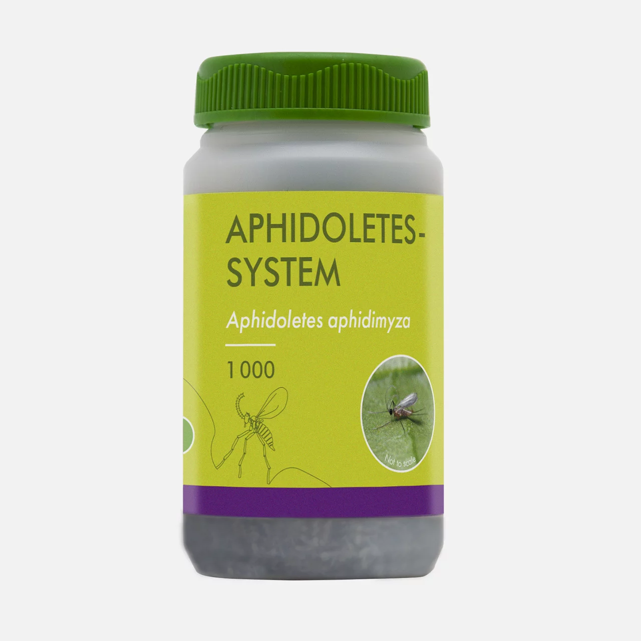 Aphidoletes aphidimyza